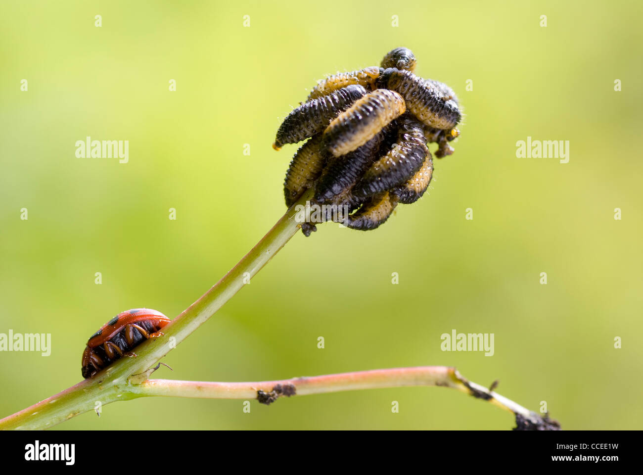 Ladybird larva hi-res stock photography and images - Alamy