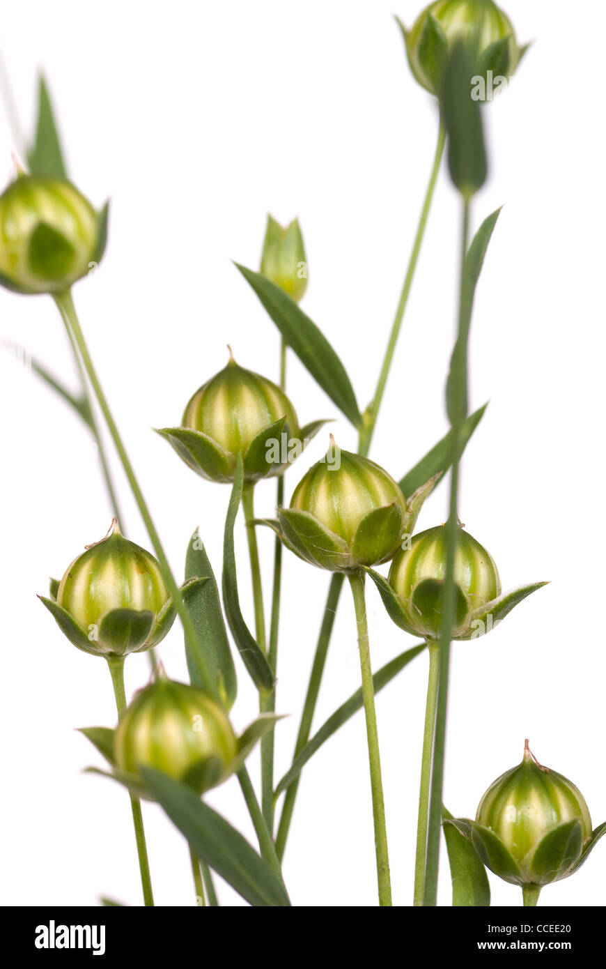 fresh, green bush of flax on white background Stock Photo - Alamy
