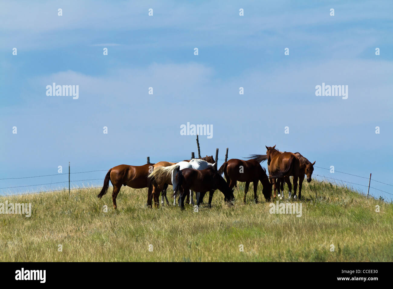 Dakota tribe art hi-res stock photography and images - Alamy