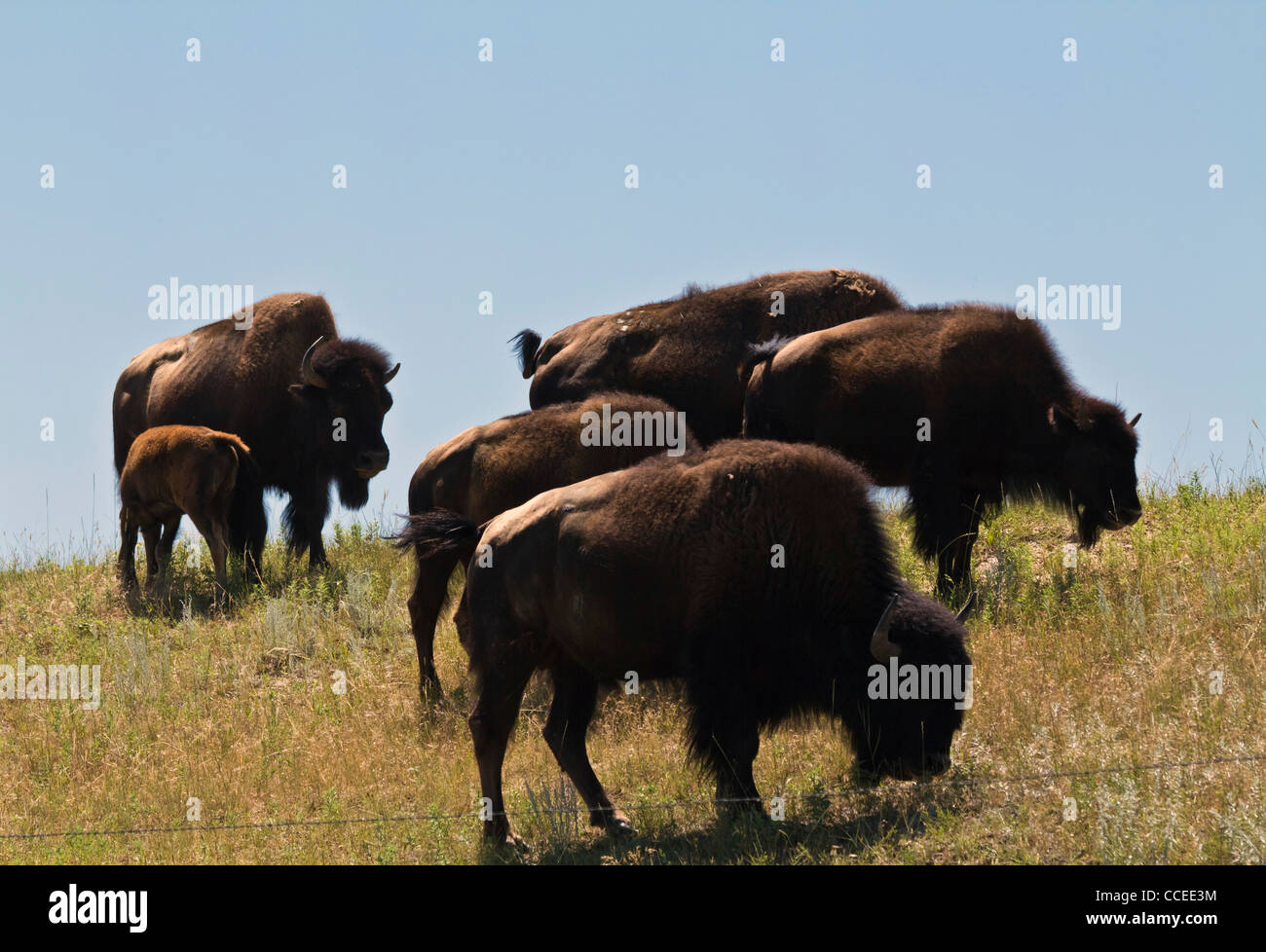 Pine Ridge Native American Reservation tribe Lakota Oglala Sioux ...