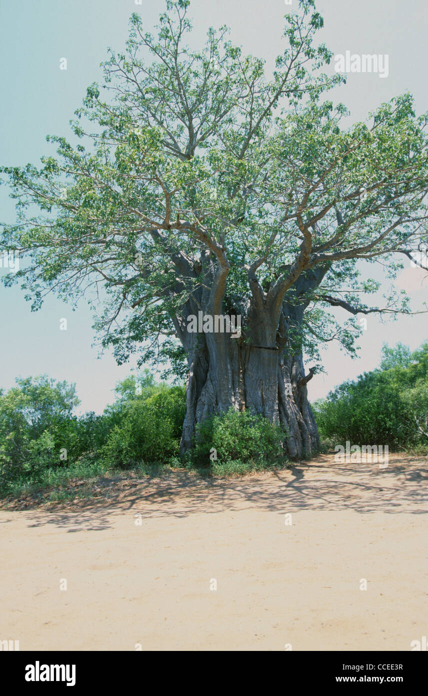 Large boab tree hi-res stock photography and images - Alamy