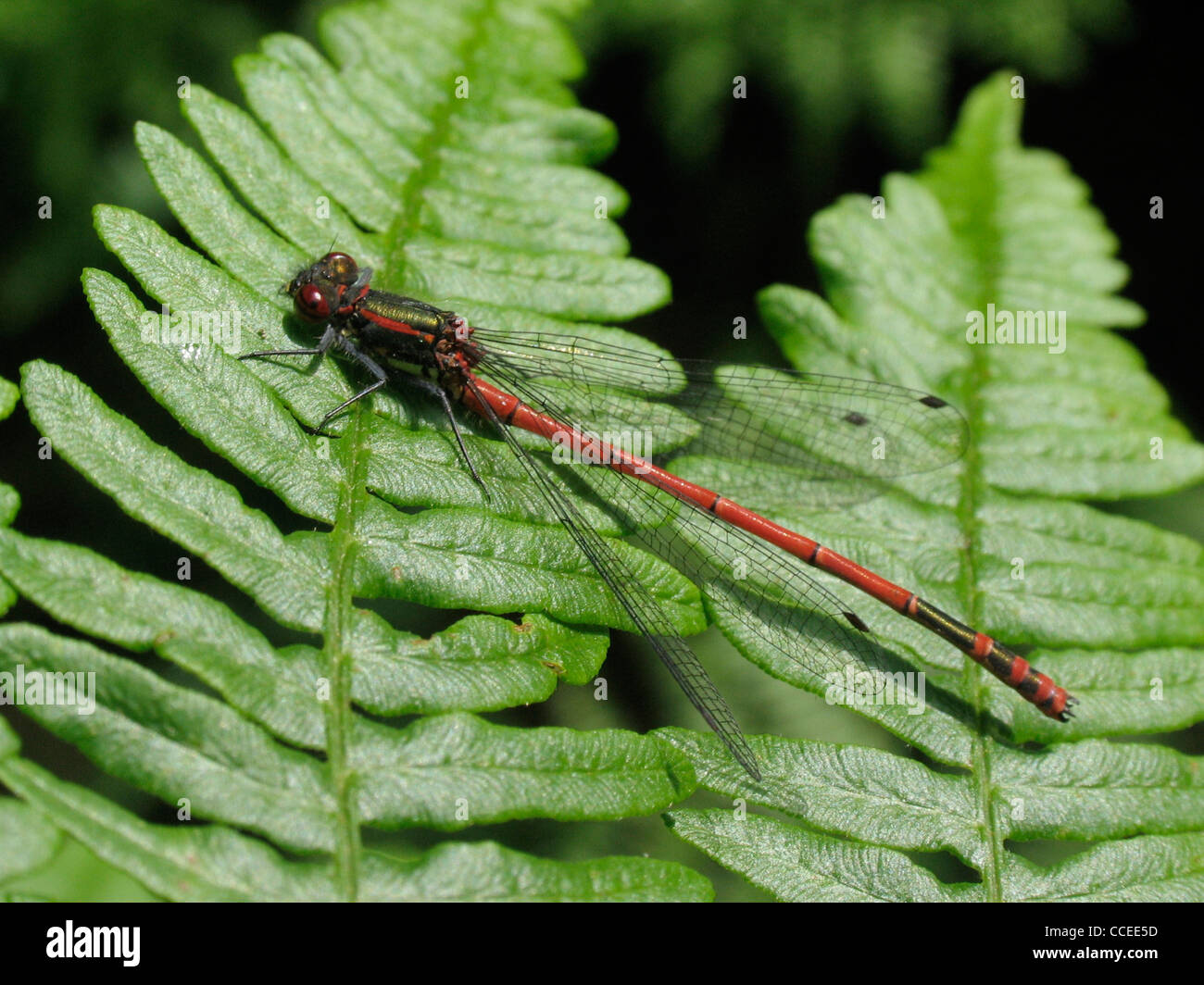 Parallel wings hi-res stock photography and images - Alamy