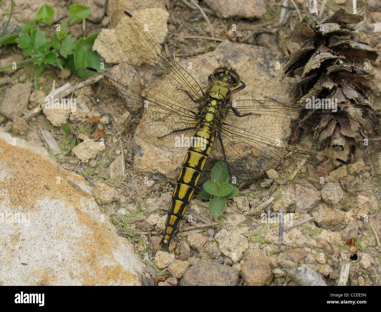 Transparent winged dragonfly hi-res stock photography and images - Alamy