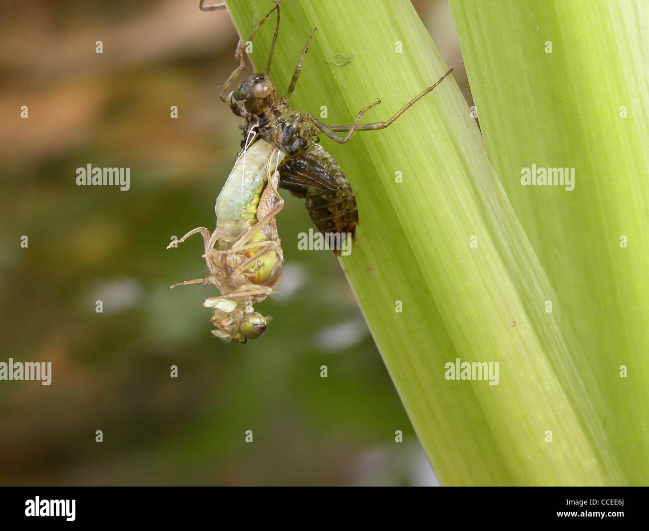 Emergence of dragonfly hi-res stock photography and images - Alamy