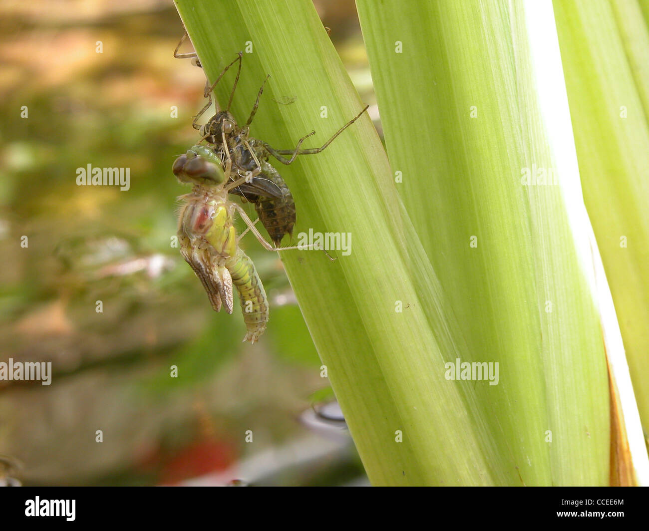 Emergence of dragonfly hi-res stock photography and images - Alamy