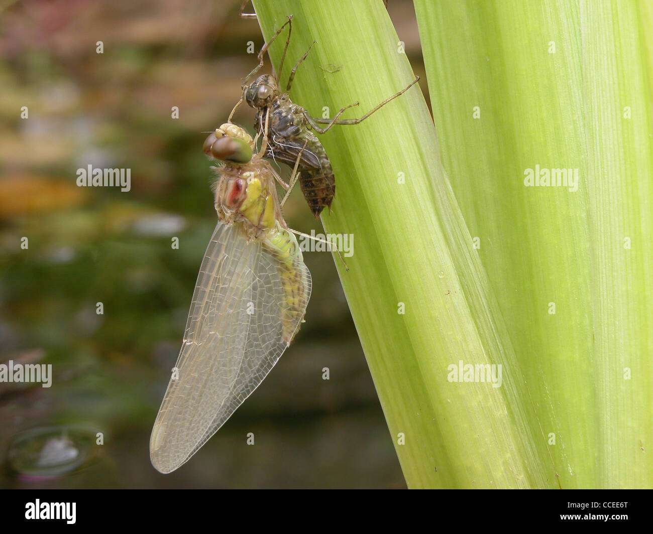 Dragonfly emergence hi-res stock photography and images - Alamy