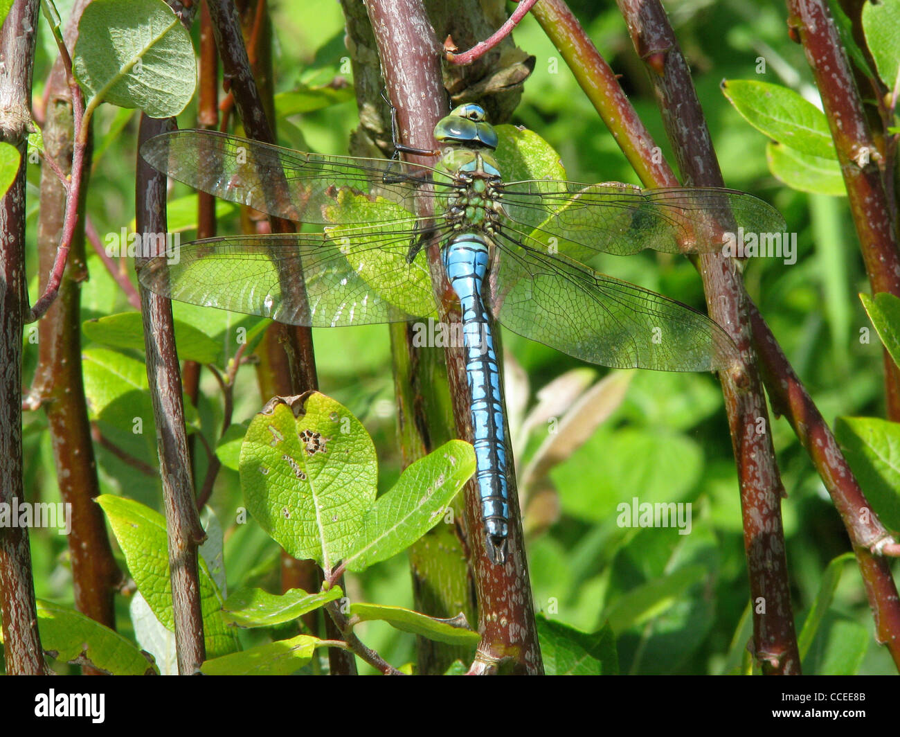 Transparent winged dragonfly hi-res stock photography and images - Alamy