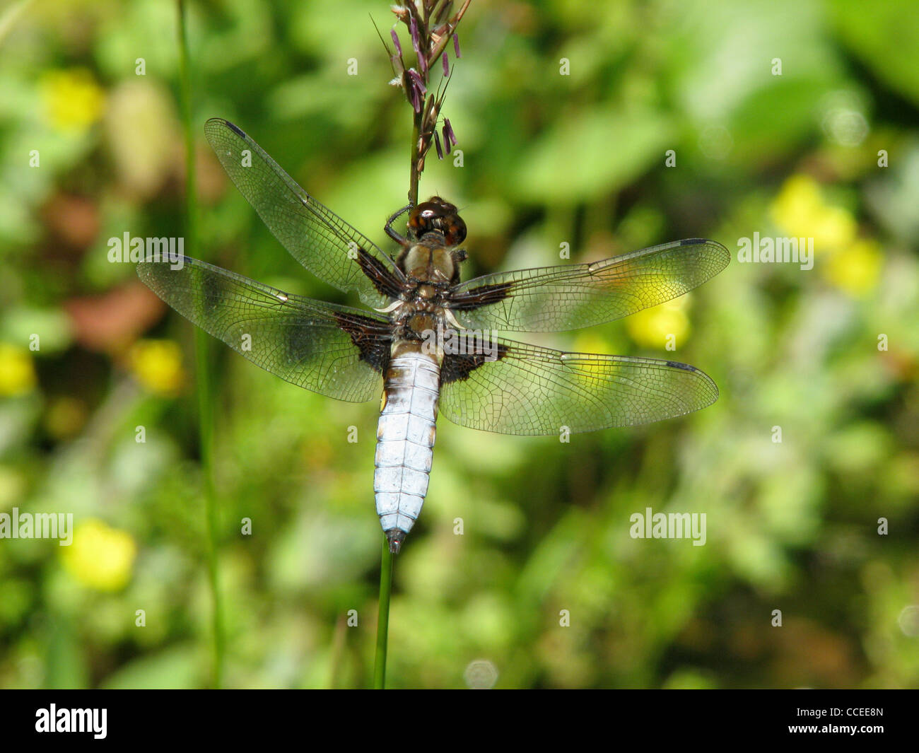 Transparent winged dragonfly hi-res stock photography and images - Alamy