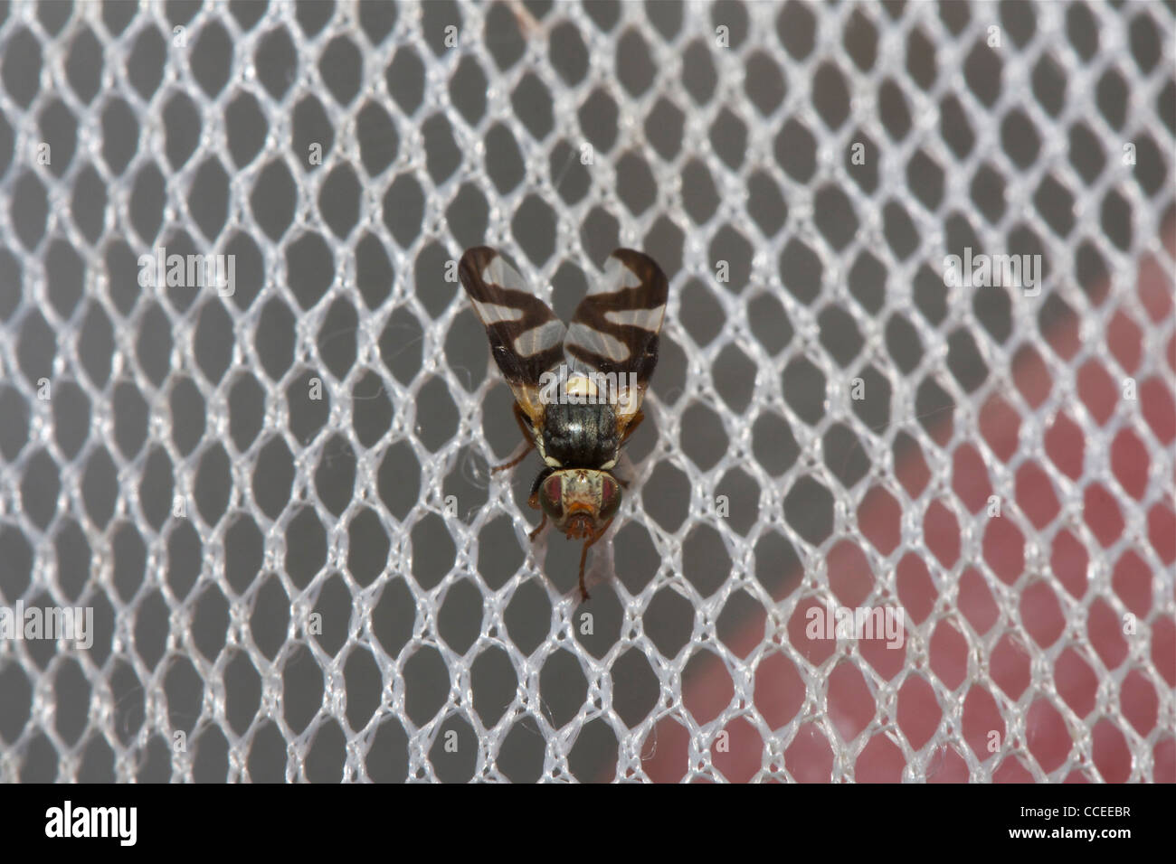 Kemerton hi-res stock photography and images - Alamy