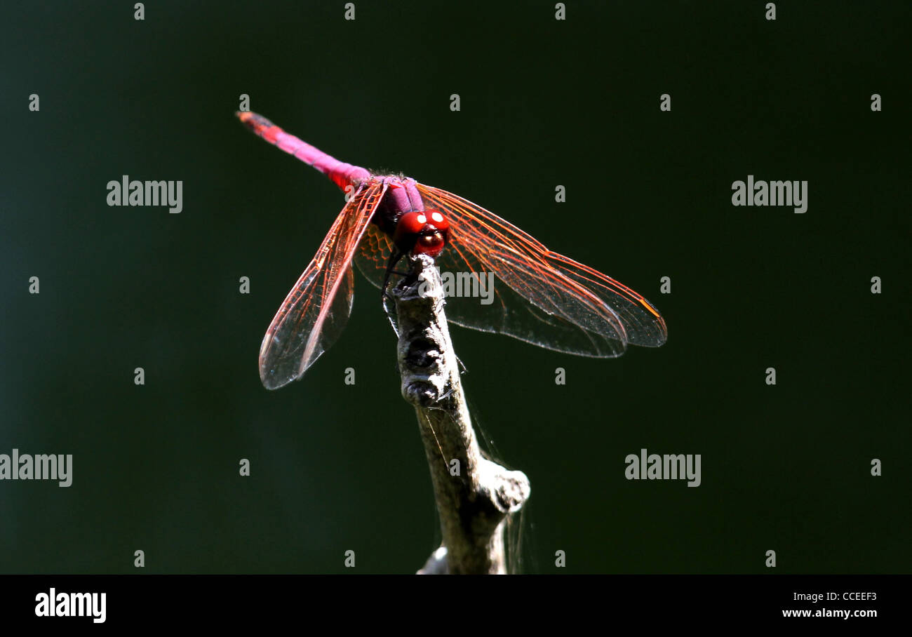 Purple dragonfly hi-res stock photography and images - Alamy