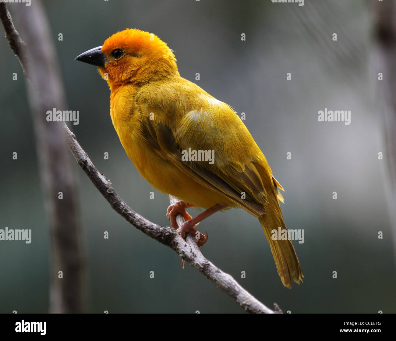 Orange weaver hi-res stock photography and images - Alamy