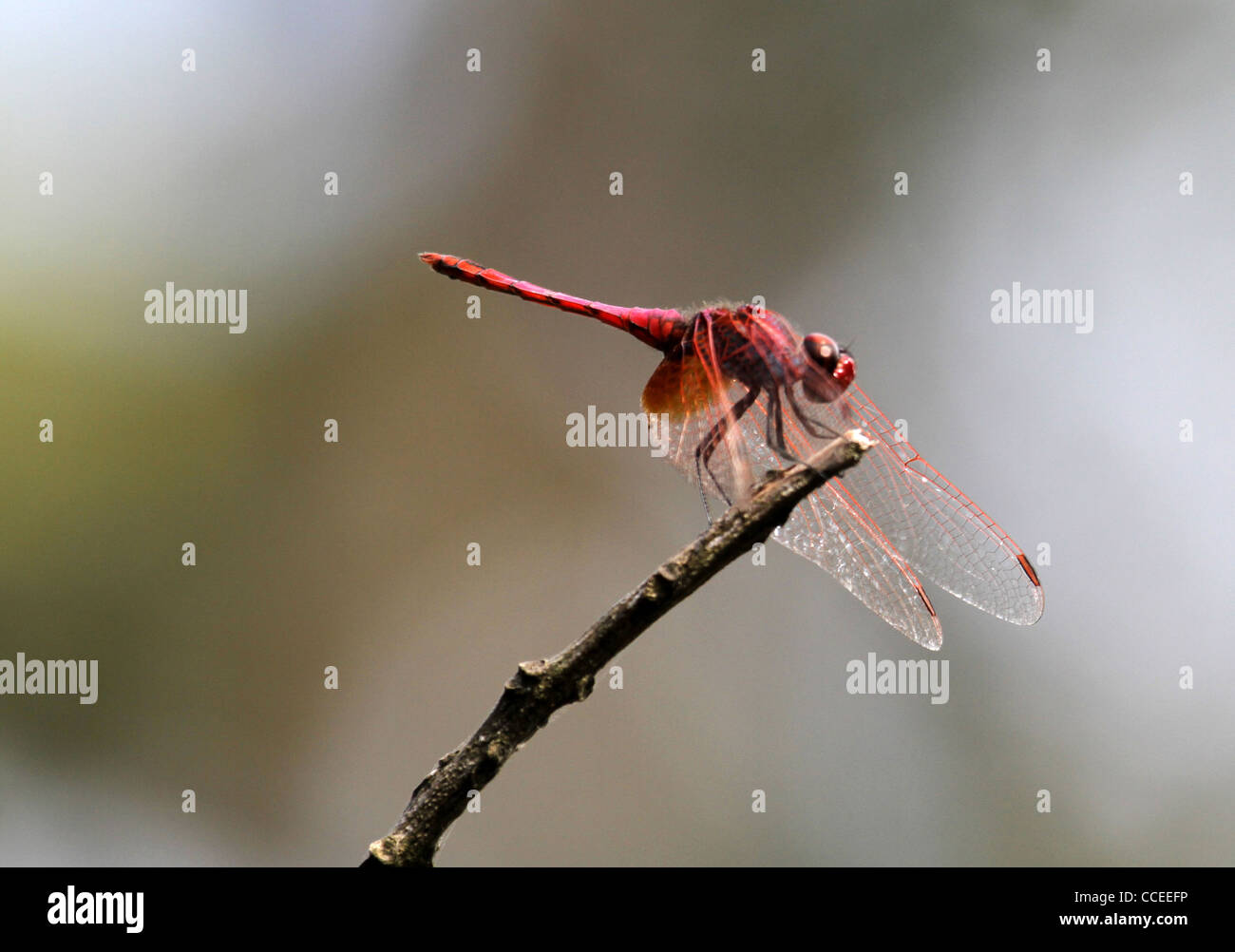 Amber dragonfly hi-res stock photography and images - Alamy