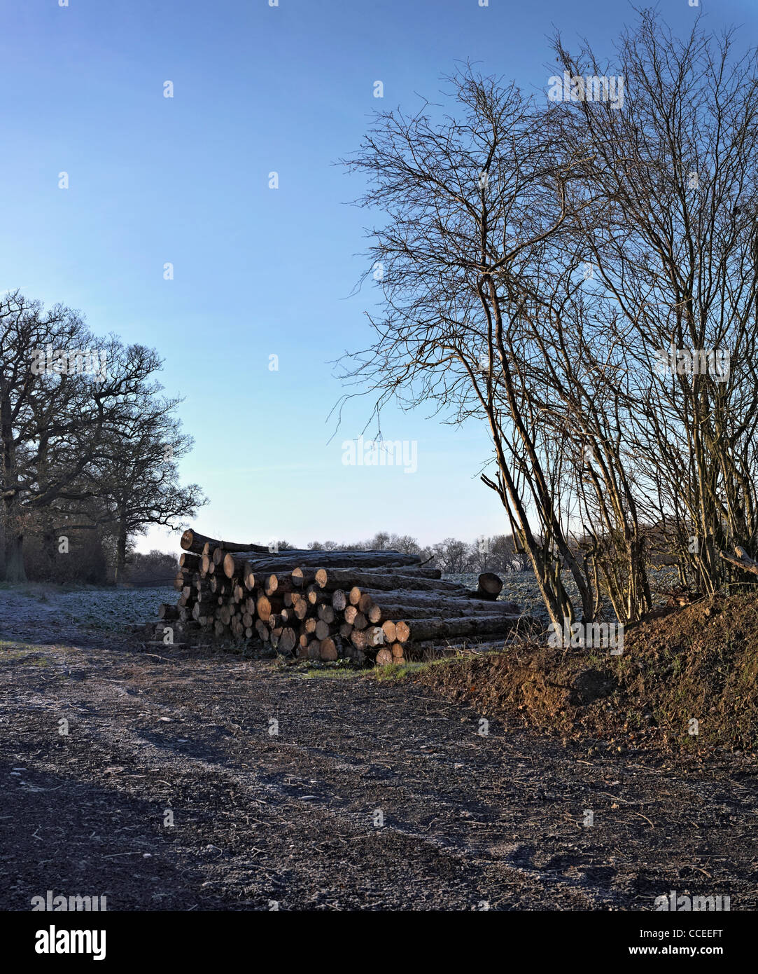 Frosty log hi-res stock photography and images - Alamy