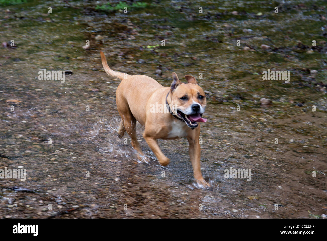 Megan running in water Stock Photo - Alamy
