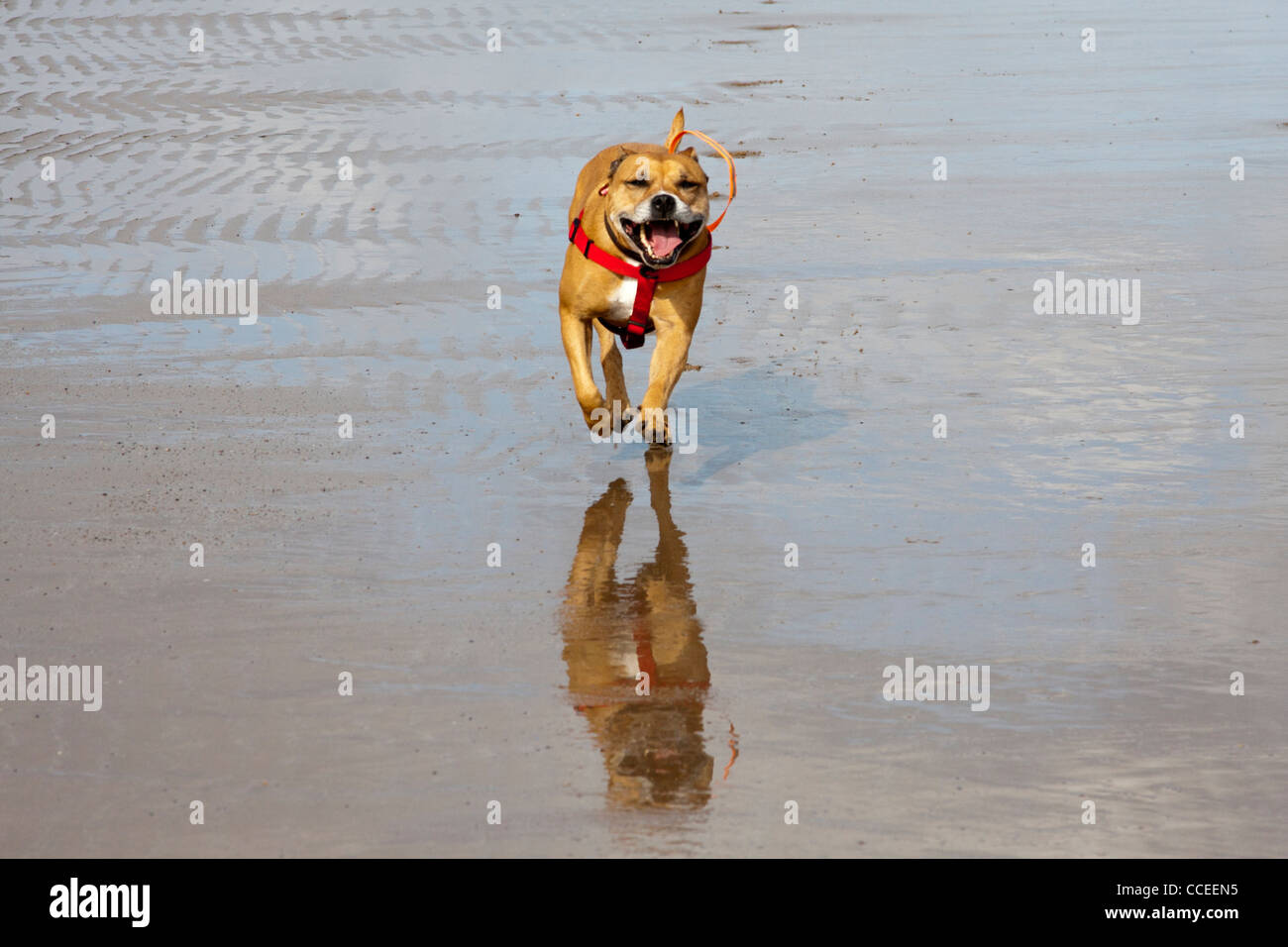 Megan Running on Beach in Filey Stock Photo - Alamy