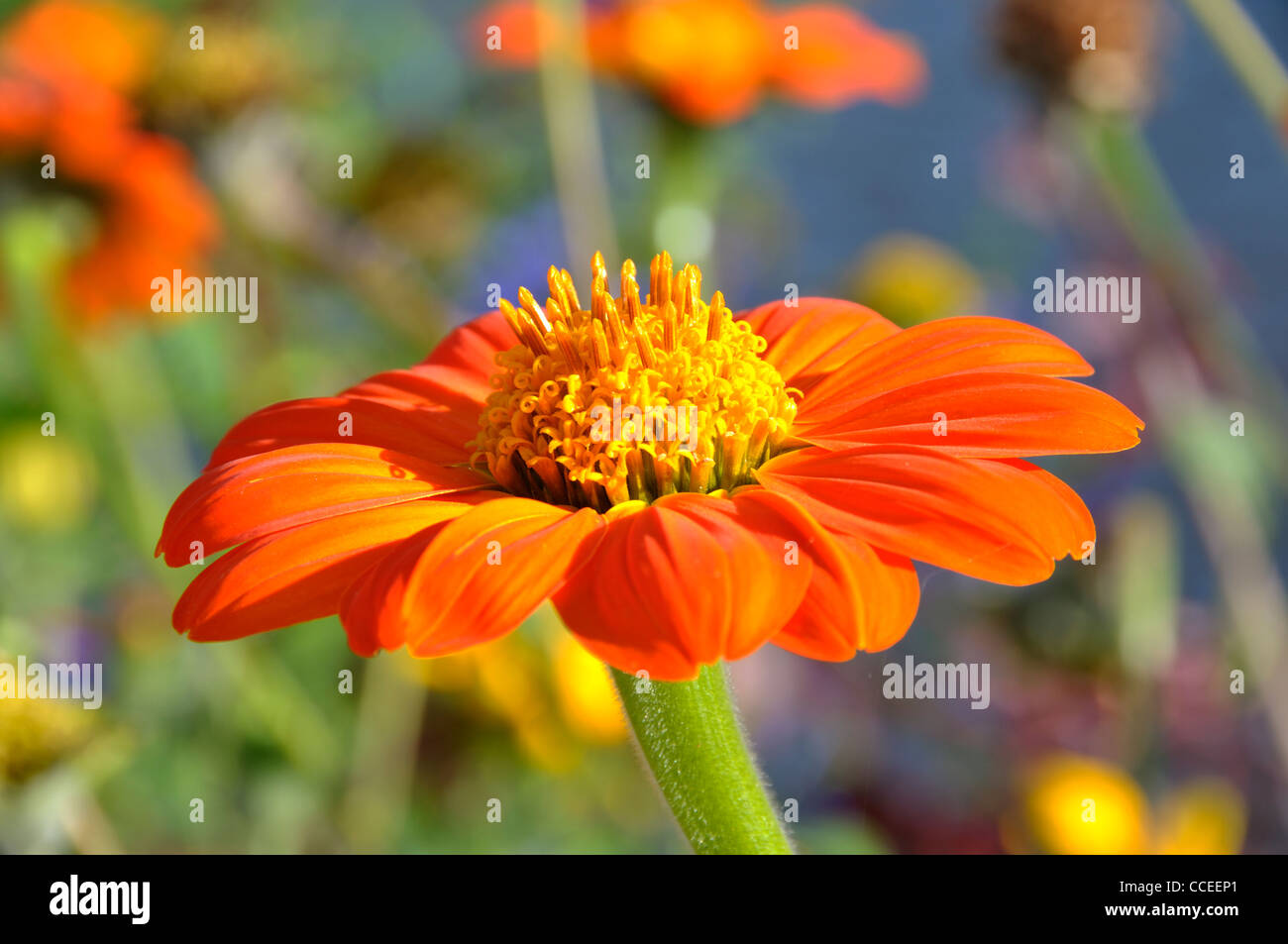 Tithonia rotundifolia hi-res stock photography and images - Alamy
