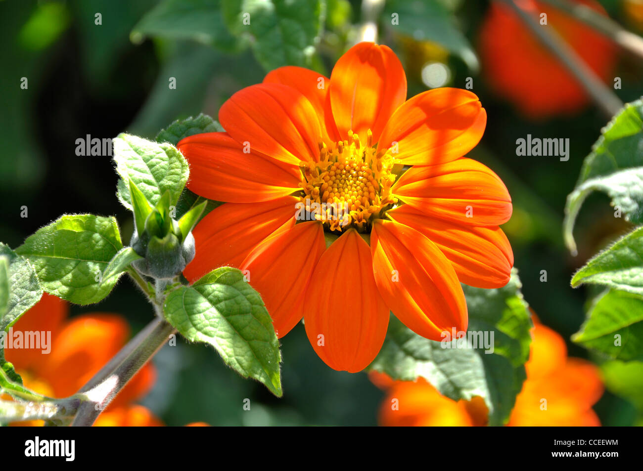 Tithonia rotundifolia 'torch' flower Stock Photo - Alamy