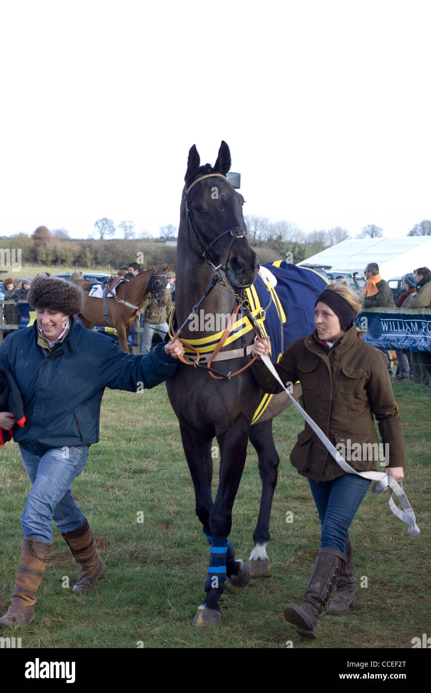 A Thoroughbred horse Equus ferus caballus in the collecting ring at the ...