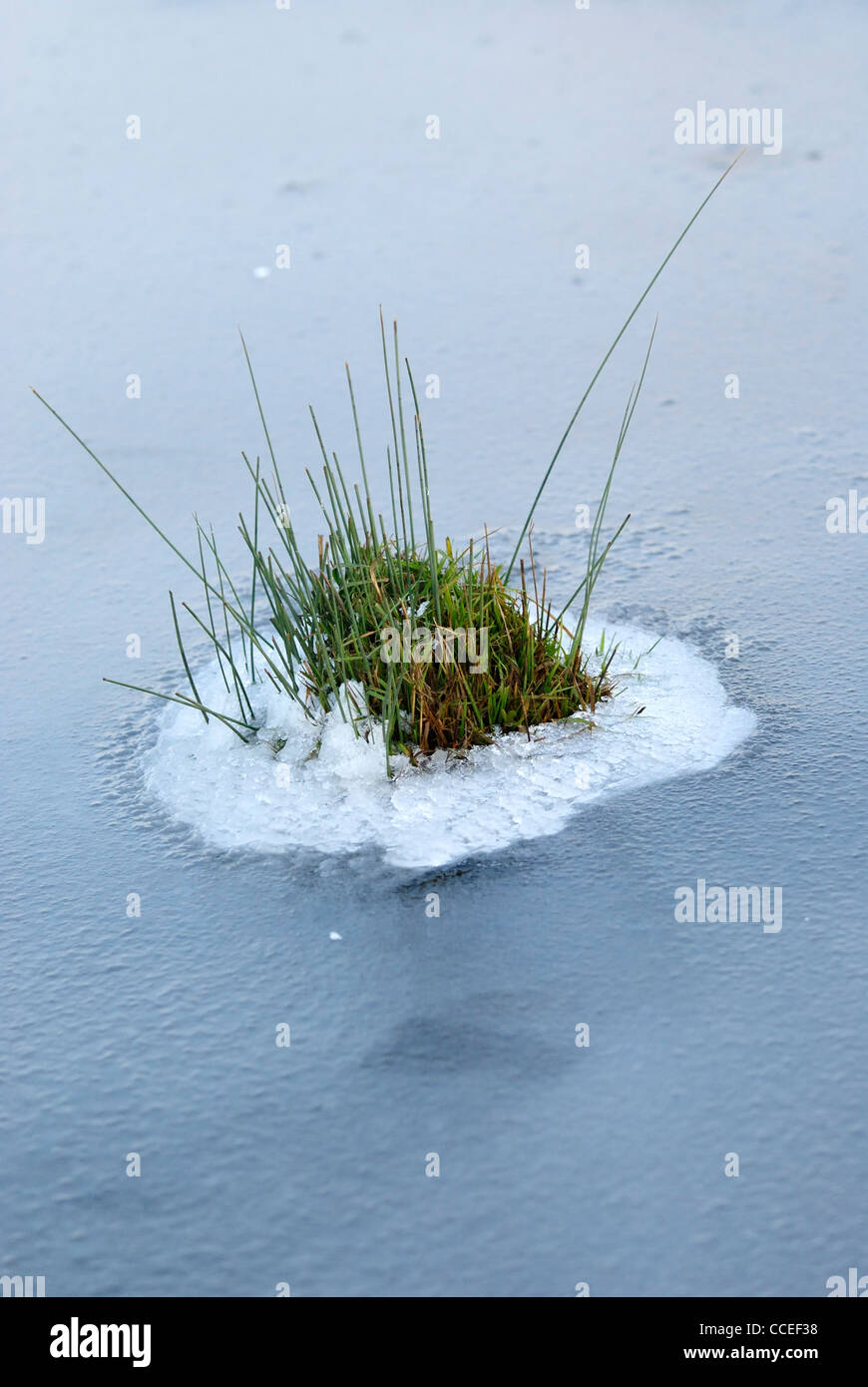 Frozen moorland grass hi-res stock photography and images - Alamy