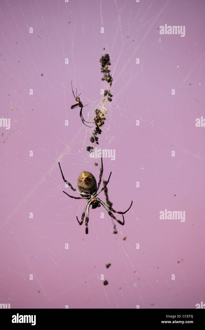 Australian Garden Orb Weaver spiders (Ephila edulis) in their web at ...