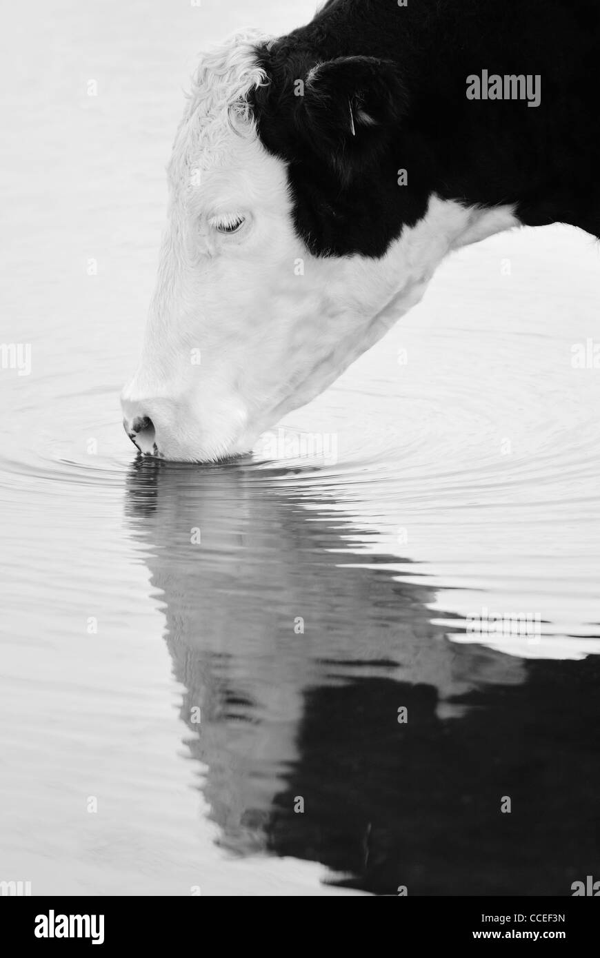 Reflection of a thirsty cow lapping up water Stock Photo - Alamy