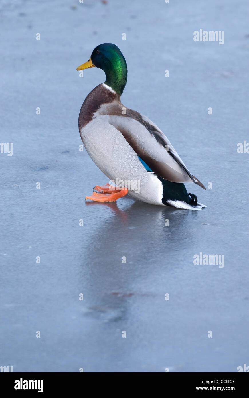 Mallard duck sitting on iced lake Stock Photo - Alamy