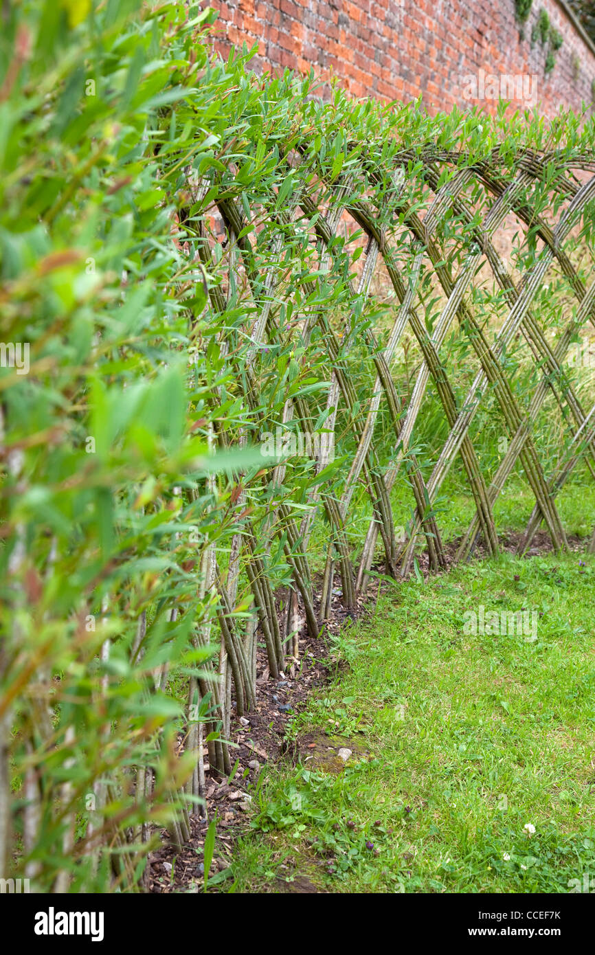 Live Willow woven screen fencing or fedge, England, UK Stock Photo - Alamy
