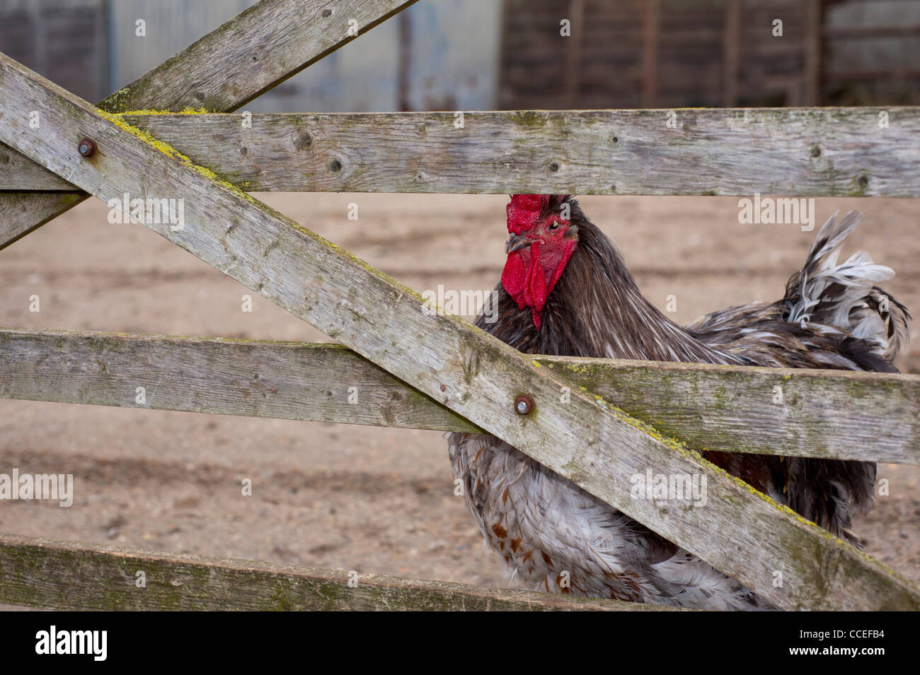 A Hen behind the gate on a farm. Picture by Pete Gawlik Stock Photo - Alamy