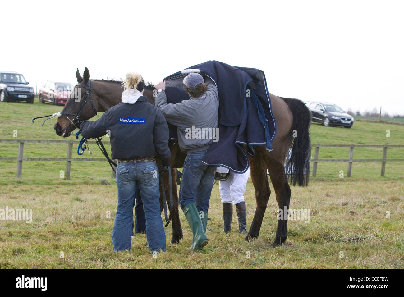A Thoroughbred horse Equus ferus caballus in the collecting ring at the ...