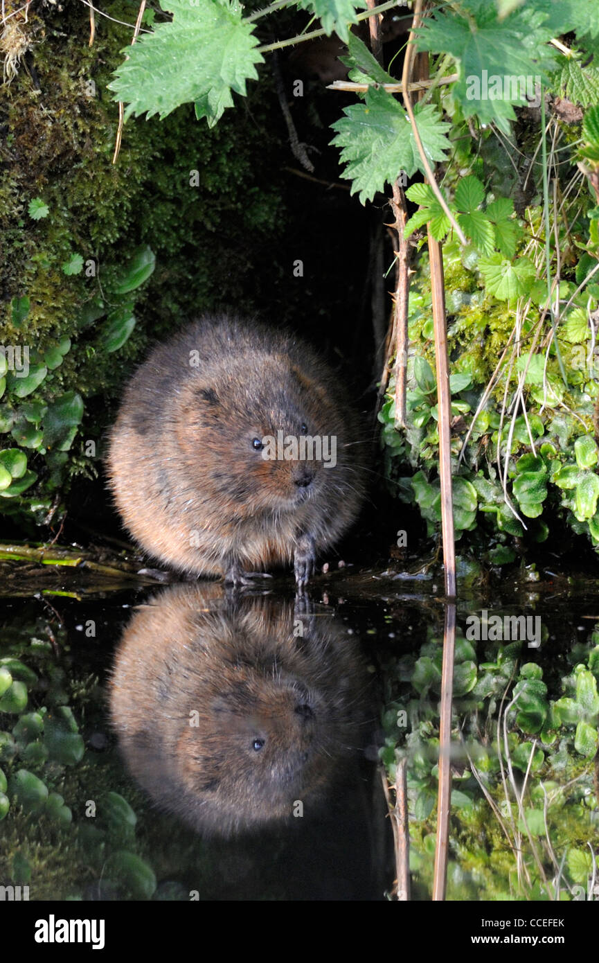 Water voles High Resolution Stock Photography and Images - Alamy
