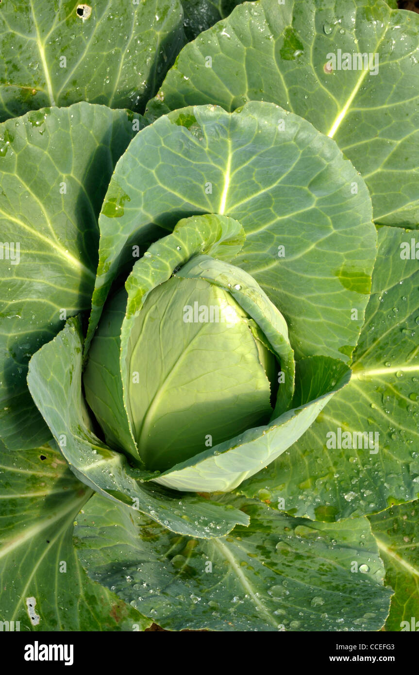 Chou cabus hi-res stock photography and images - Alamy