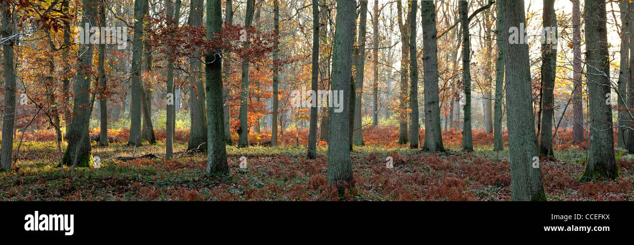 Wyre forest worcestershire hi-res stock photography and images - Alamy