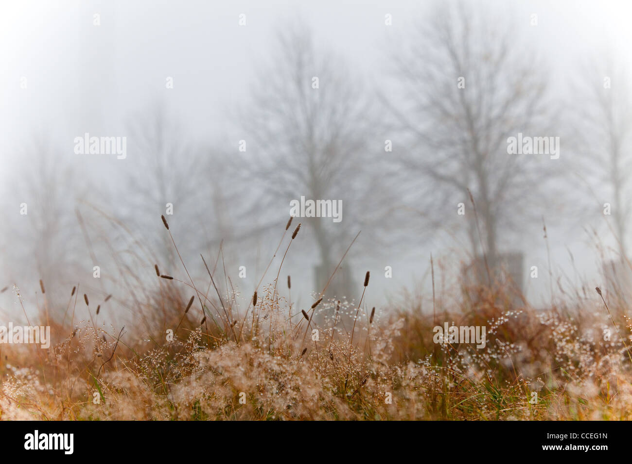 Trees in Home Park are planted in rows and create graphic silhouettes ...
