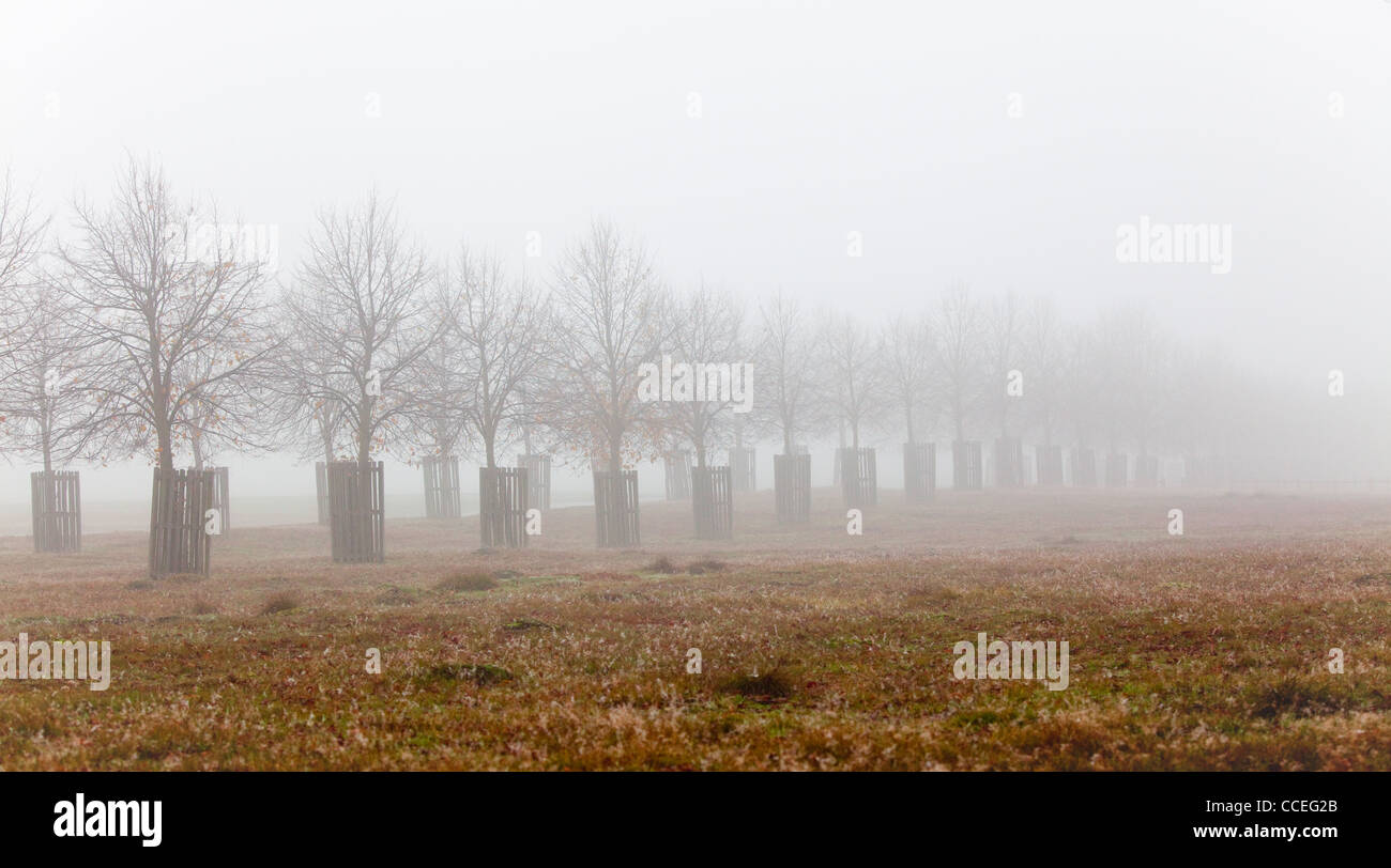 Trees in Home Park are planted in rows and create converging lines of ...