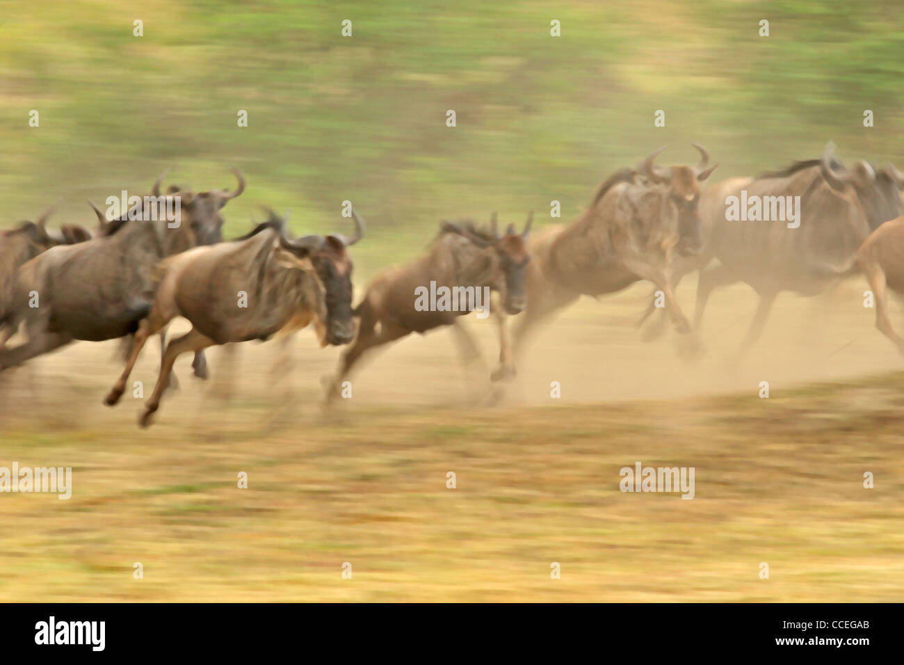 Wildebeest (or wildebeest, wildebeests or wildebai, gnu) on the run in ...