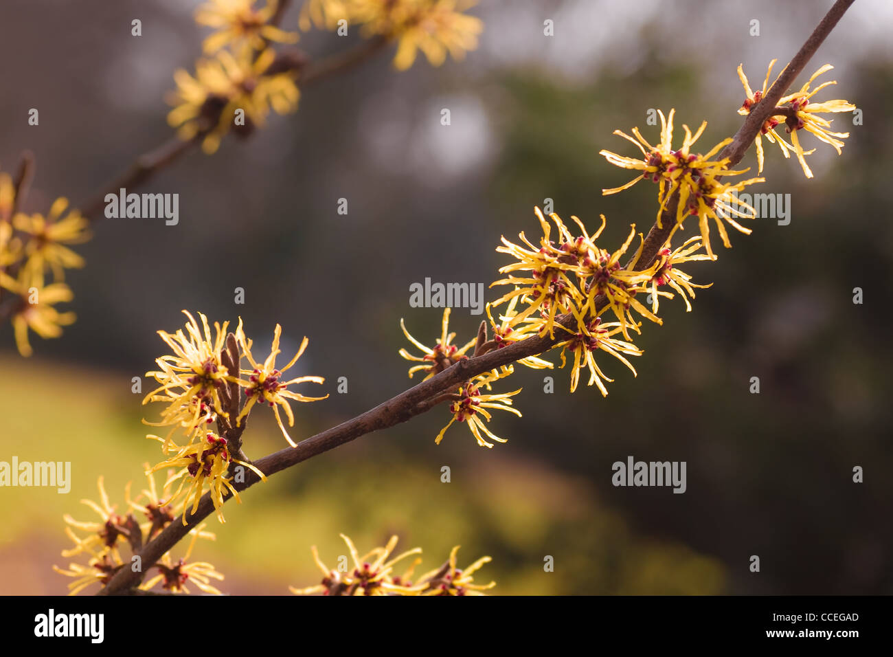 Flowering branches of yellow Witch-hazel or Hamamelis mollis in late ...