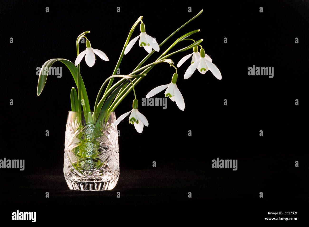 White Snowdrops in crystal glass with black background Stock Photo - Alamy
