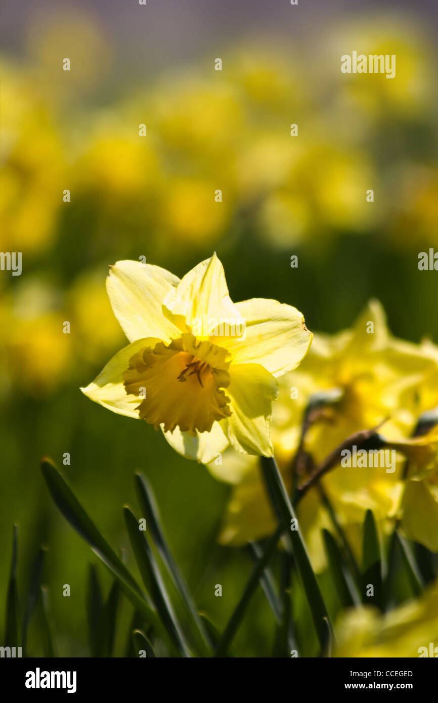 Yellow daffodils in flower field blooming in spring Stock Photo - Alamy