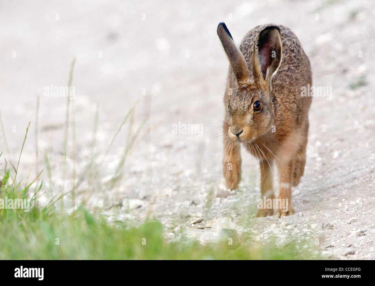 Hares uk hi-res stock photography and images - Alamy
