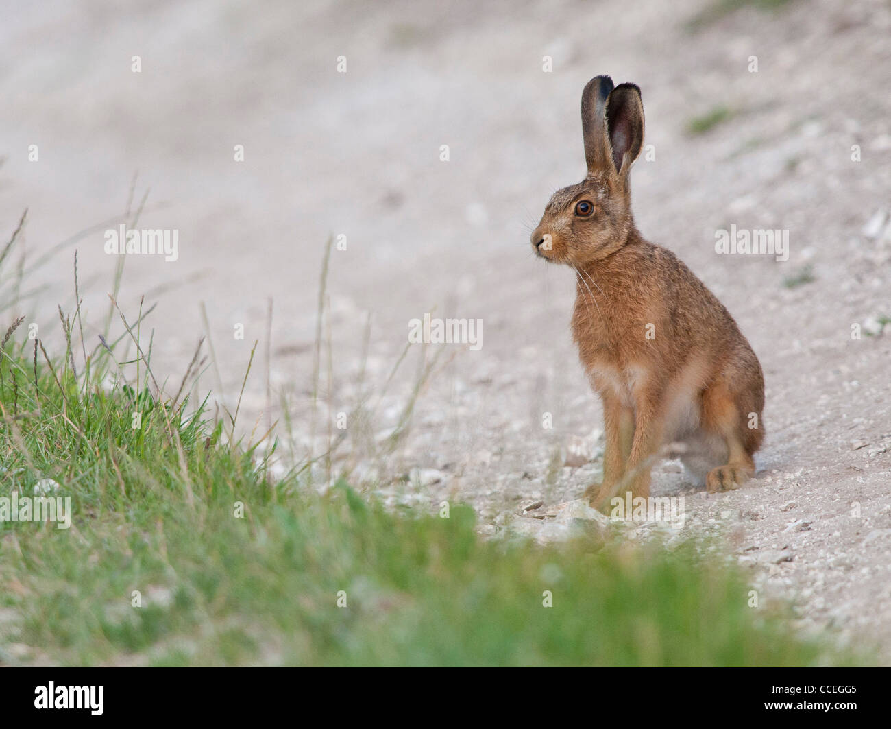 Brown hare (European Hare, Lepus Europaeus Stock Photo - Alamy