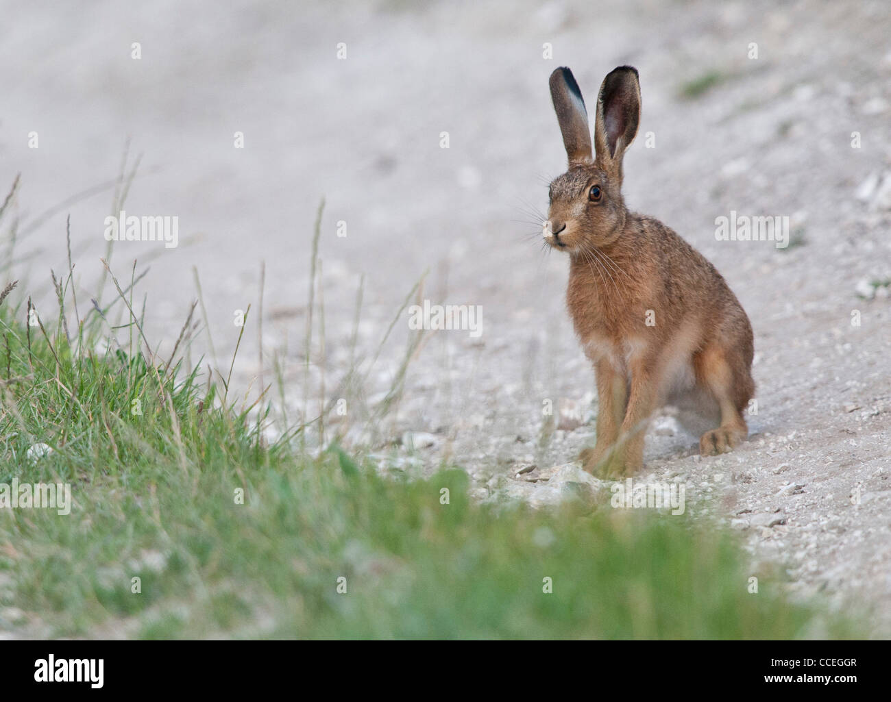 Brown hare (European Hare, Lepus Europaeus Stock Photo - Alamy