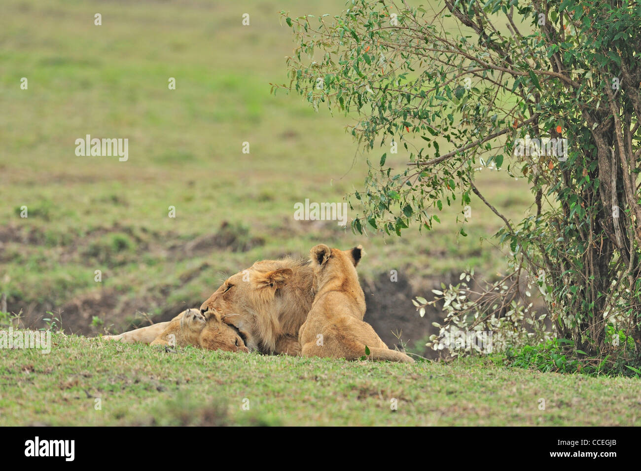 The Marsh pride of lions in the Masai Mara, Kenya, Africa Stock Photo ...