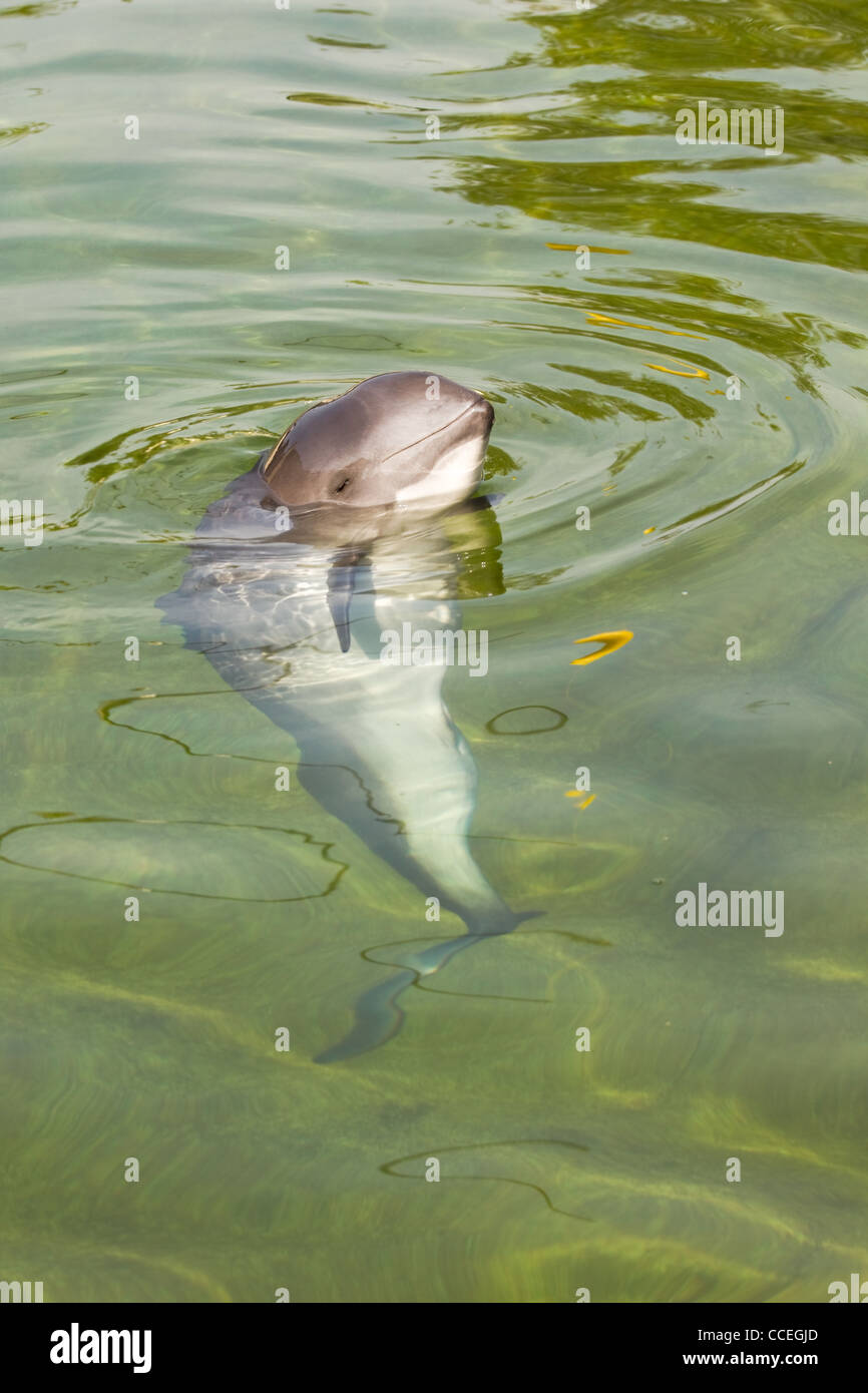 Curious Harbour porpoise or Phocoena phocoena in summer sunshine and ...