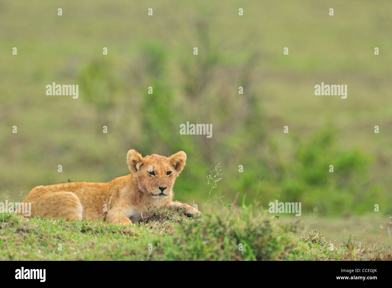 The Marsh pride of lions in the Masai Mara, Kenya, Africa Stock Photo ...