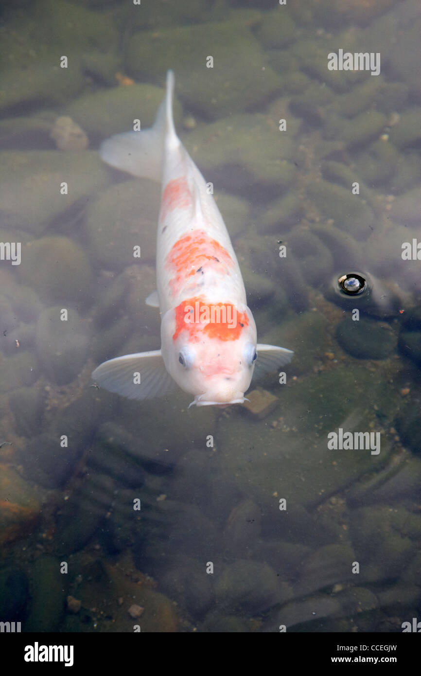 one white orange koi carp in artificial pond in hong kong park central ...