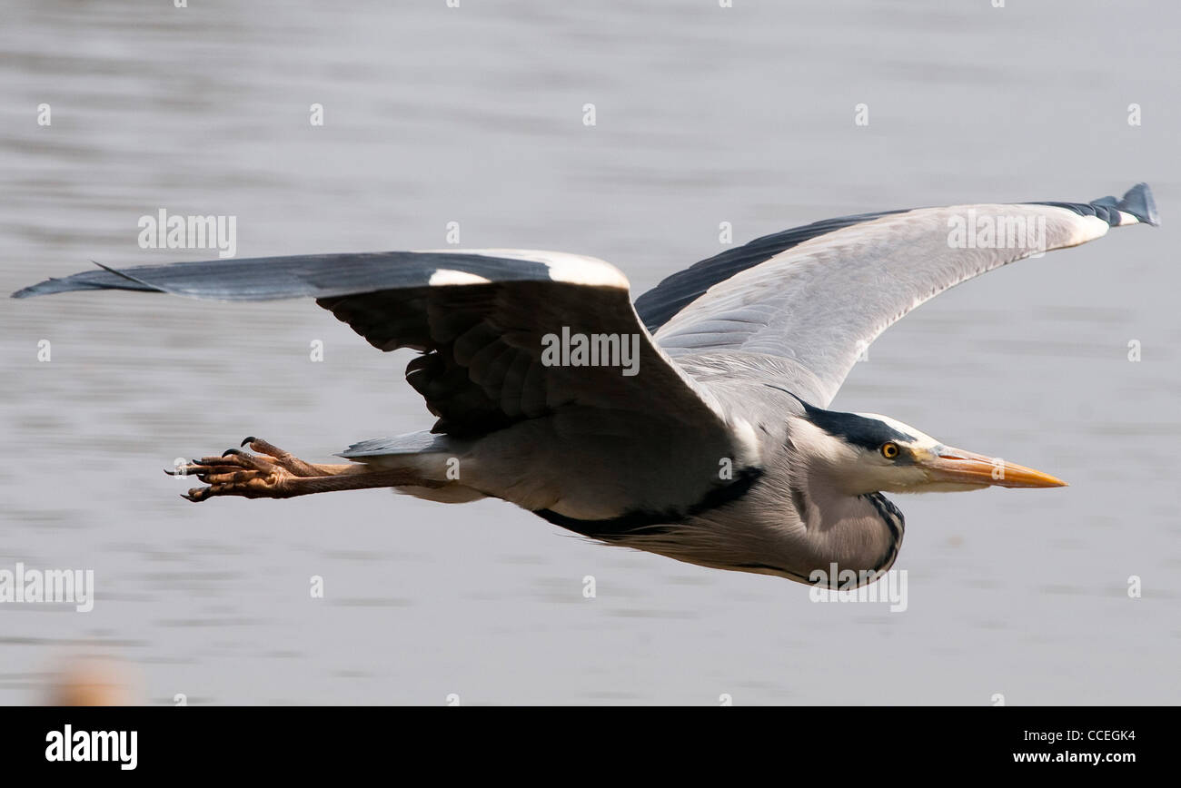 Grey heron flying uk hi-res stock photography and images - Alamy