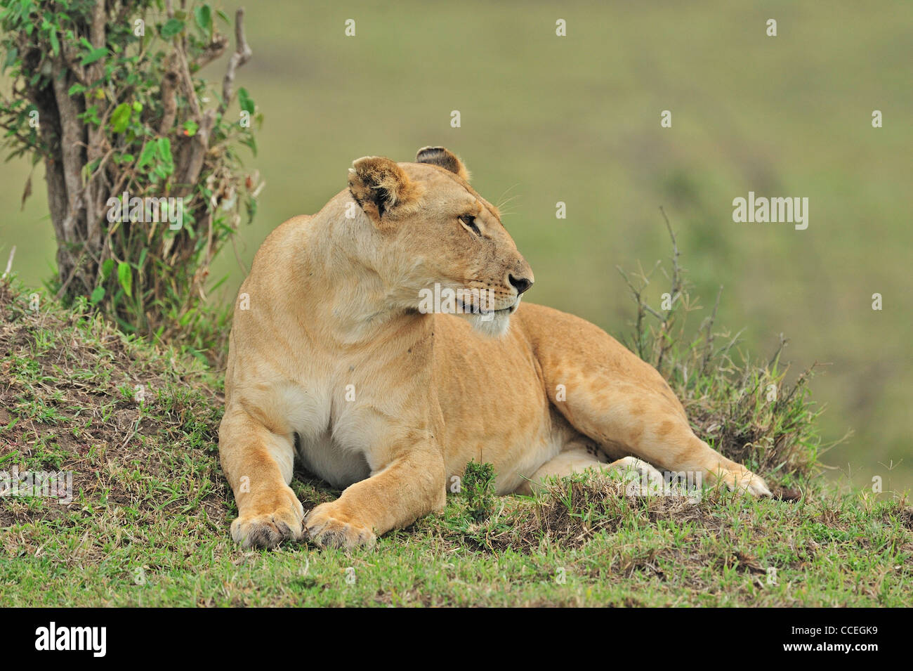 The Marsh pride of lions in the Masai Mara, Kenya, Africa Stock Photo ...