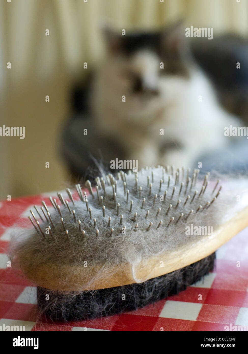 Cat matted hair hi-res stock photography and images - Alamy
