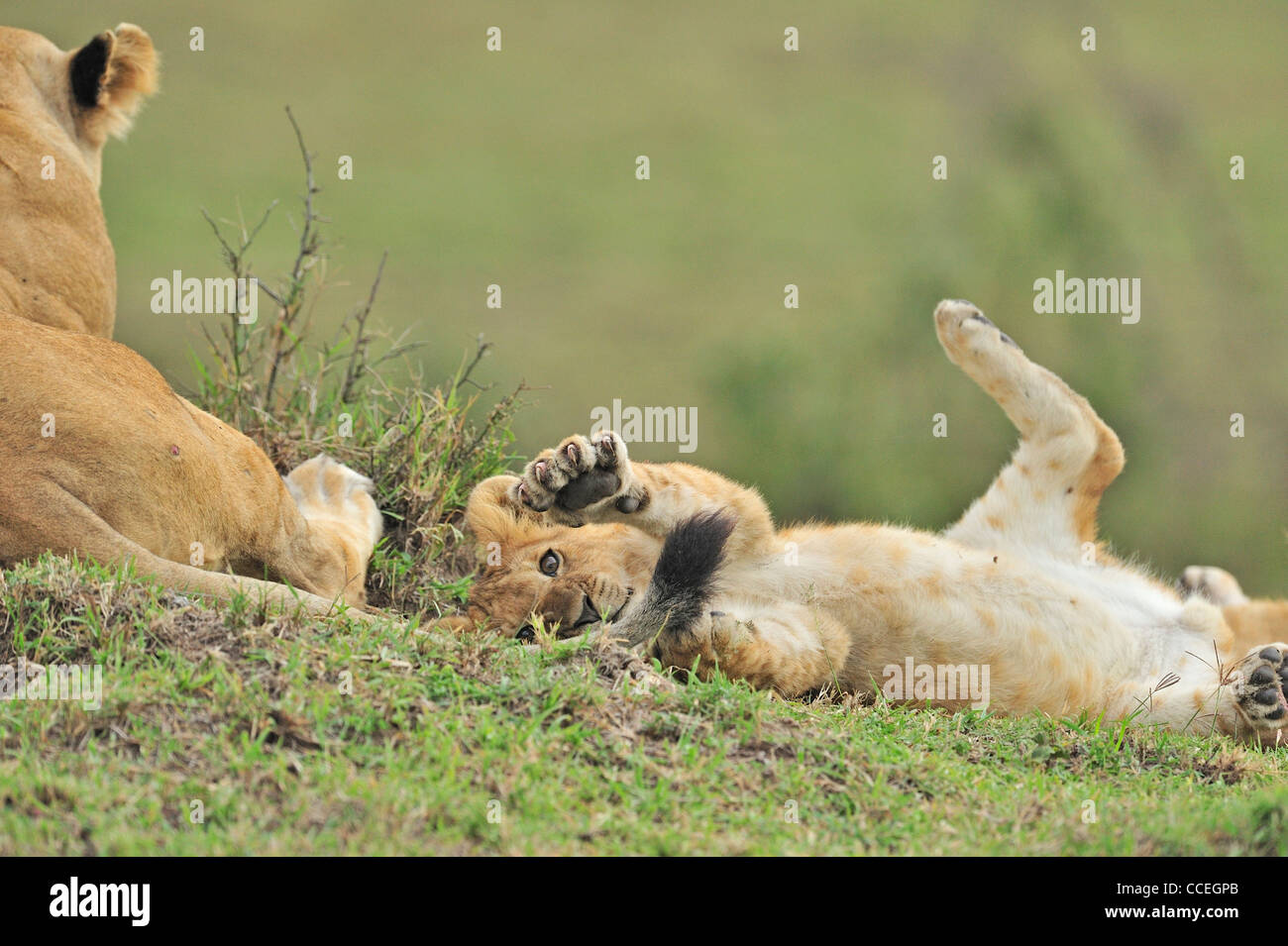 The Marsh pride of lions in the Masai Mara, Kenya, Africa Stock Photo ...