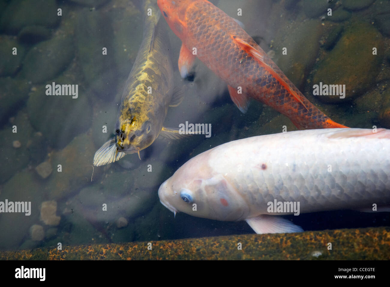three koi carp in artificial pond in hong kong park central hksar china ...